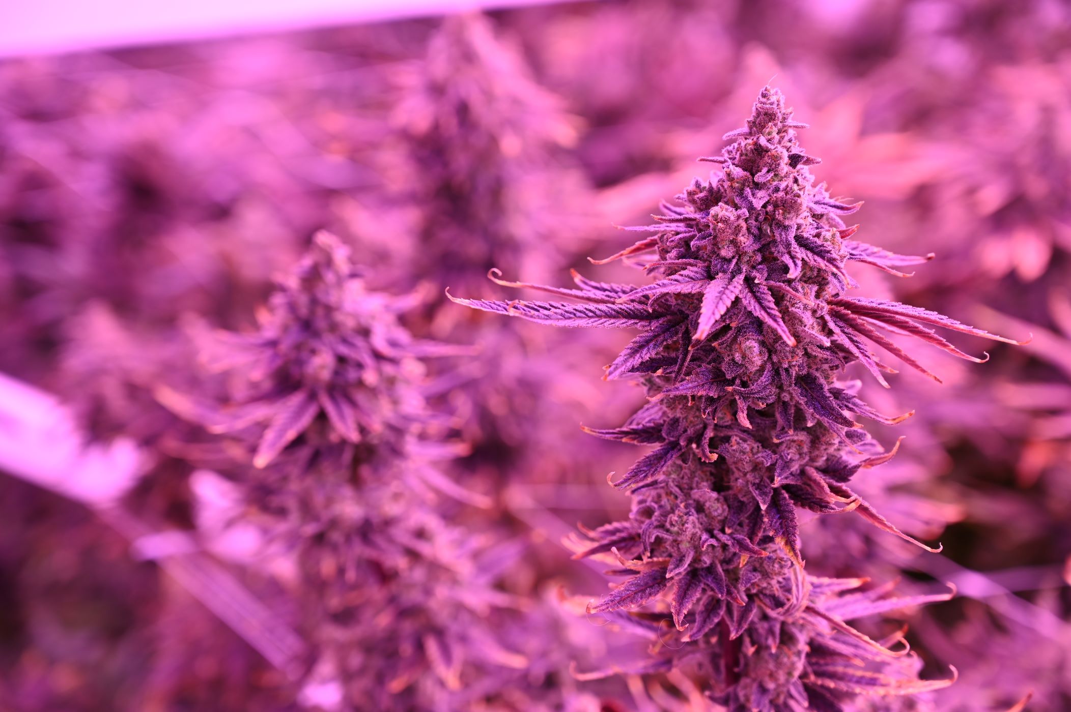 Introducing our Newest Strain: Alien Sunset