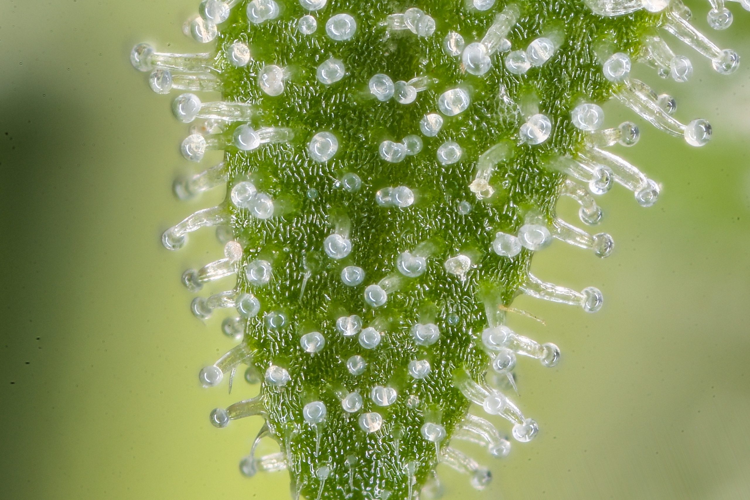 What Are Terpenes & How Do They Affect Marijuana Potency?