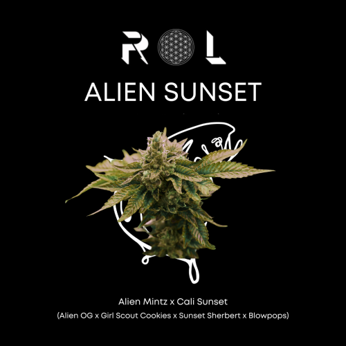 Alien Sunset | All-Natural Hybrid Marijuana in Massachusetts