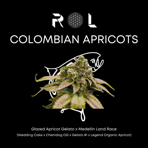 Colombian Apricots | Wholesale & Recreational Sativa-Hybrid